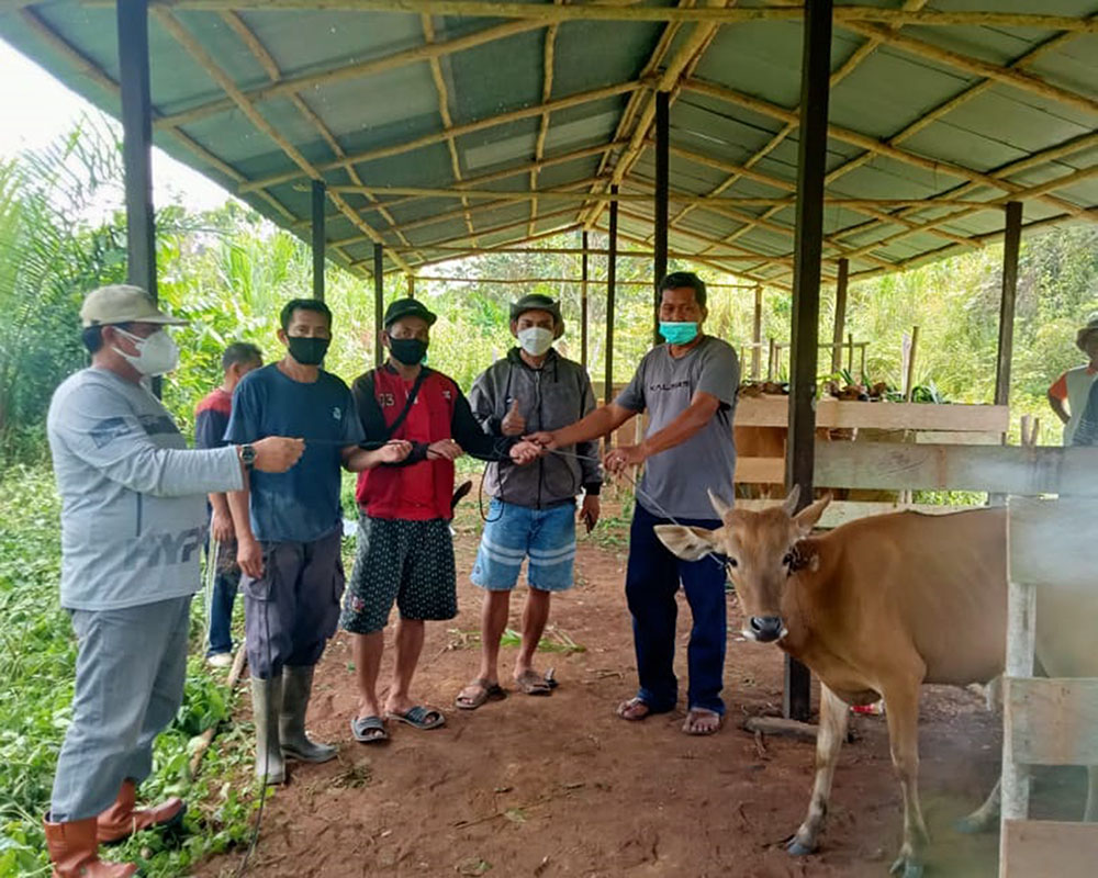Berikan Bantuan 12 Ekor Sapi Kepada Kelompok Tani Maju Sejahtera ...